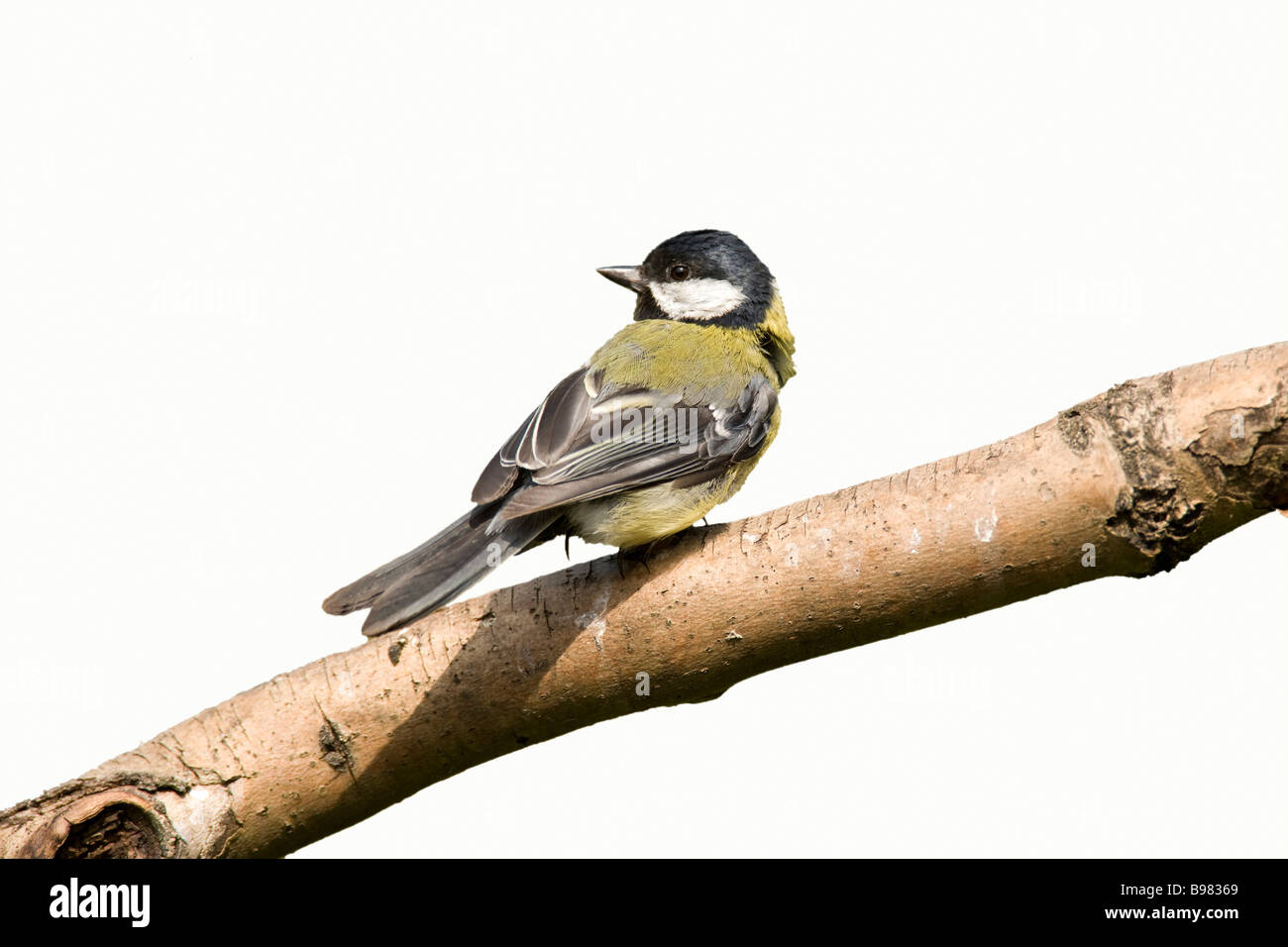 Great Tit. Parus major (Paridae Stock Photo - Alamy