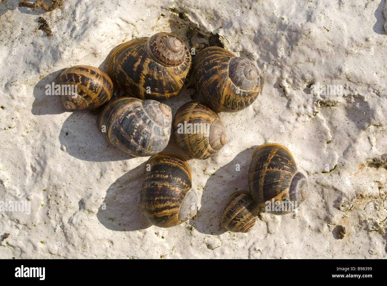 Group of seven snails on a wall Stock Photo - Alamy