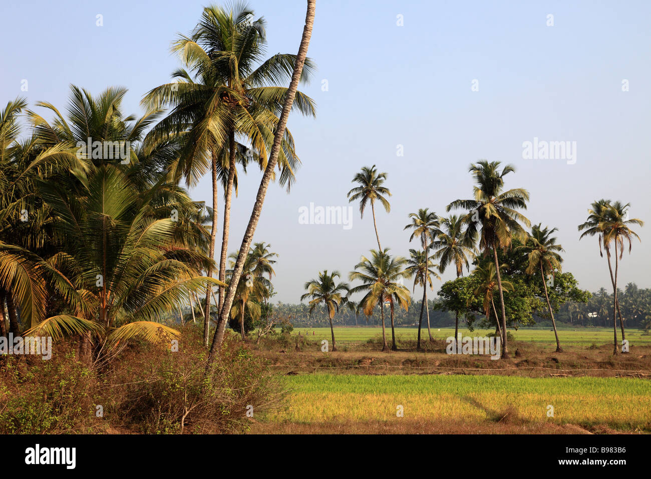 Goa rice field hi-res stock photography and images - Alamy