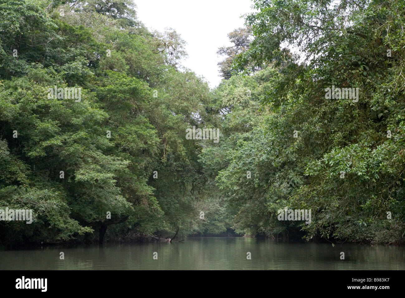 Indio maiz hi-res stock photography and images - Alamy