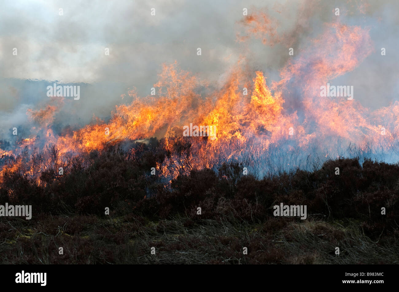 Burning heather on Barden Fell, to make room for fresh heather Stock ...