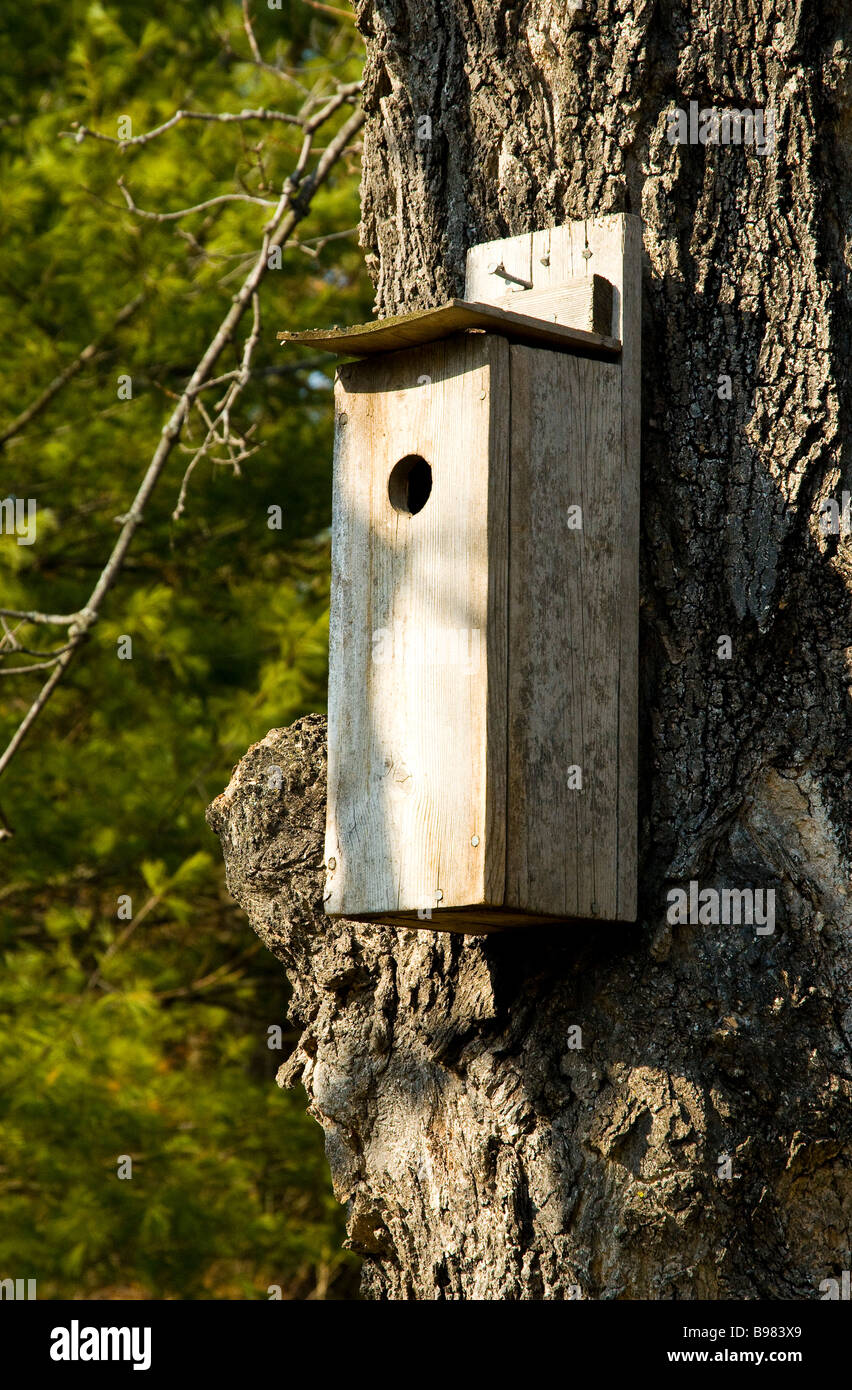 Birdhouse Mounted on Tree Stock Photo - Alamy