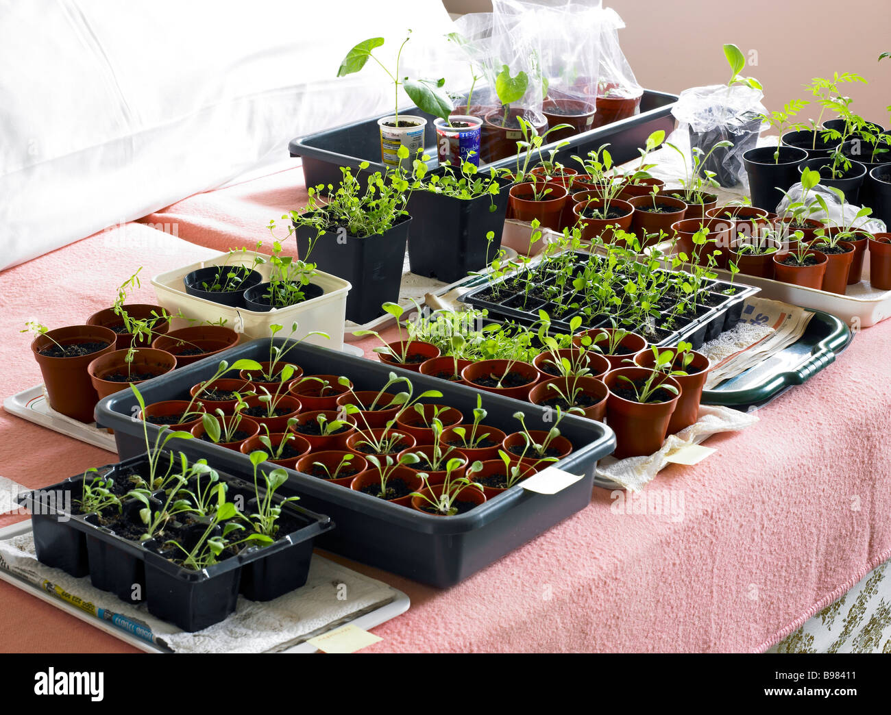 A seed bed Stock Photo - Alamy