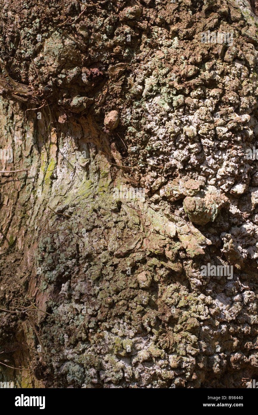 Closeup of Tree Bark in Woodland at Alderley Edge in Cheshire Stock ...