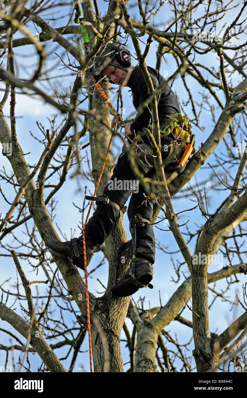 Tree ascending hi-res stock photography and images - Alamy