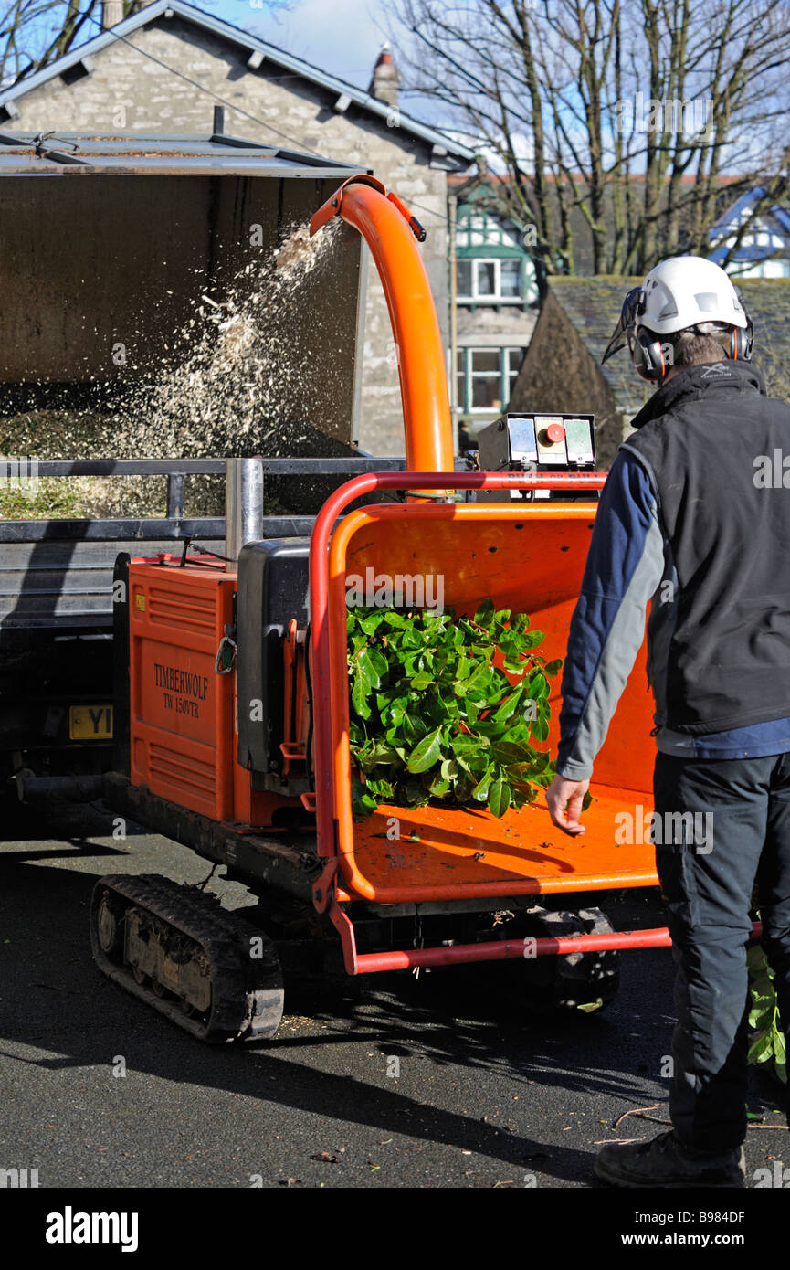 Tree surgeon operating a Timberwolf tree shredding machine.Kendal ...