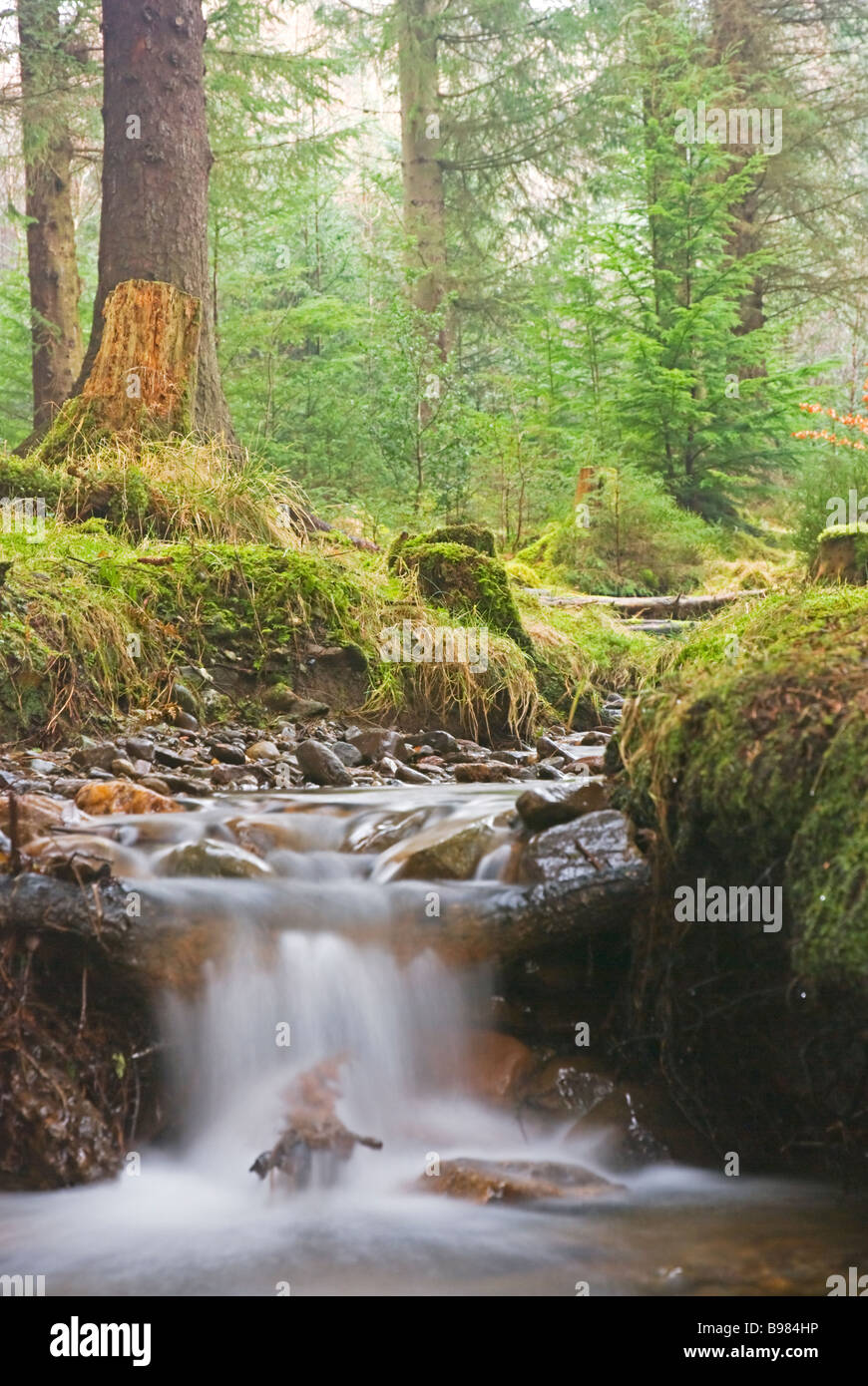 Strathyre Forest High Resolution Stock Photography and Images - Alamy