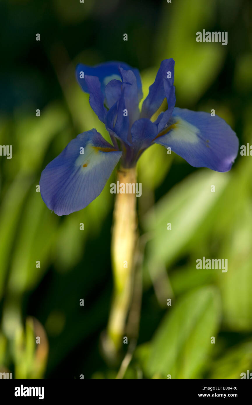 Iris xiphium spanish iris hi-res stock photography and images - Alamy