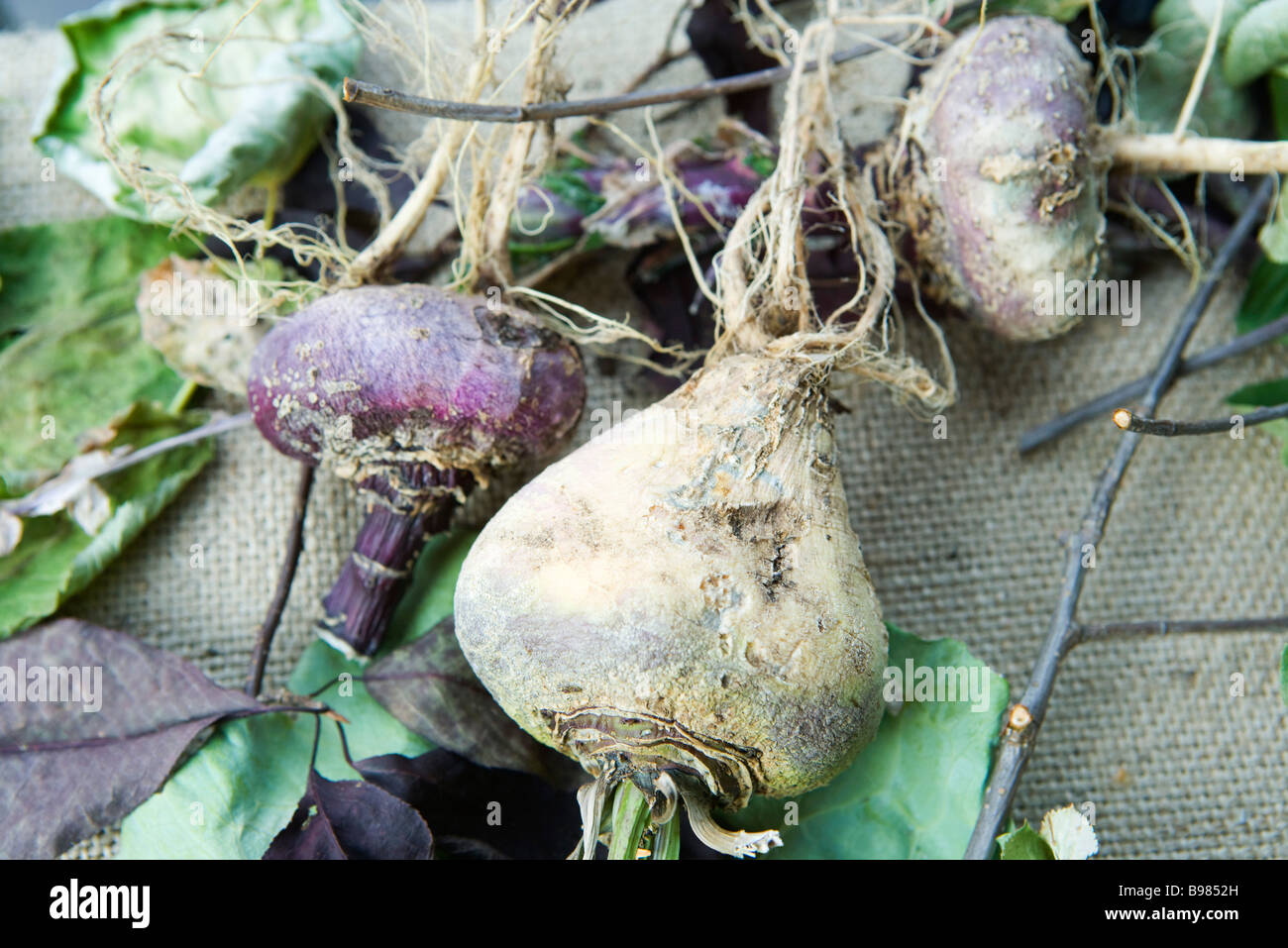 How Turnt Up Could A Turnip