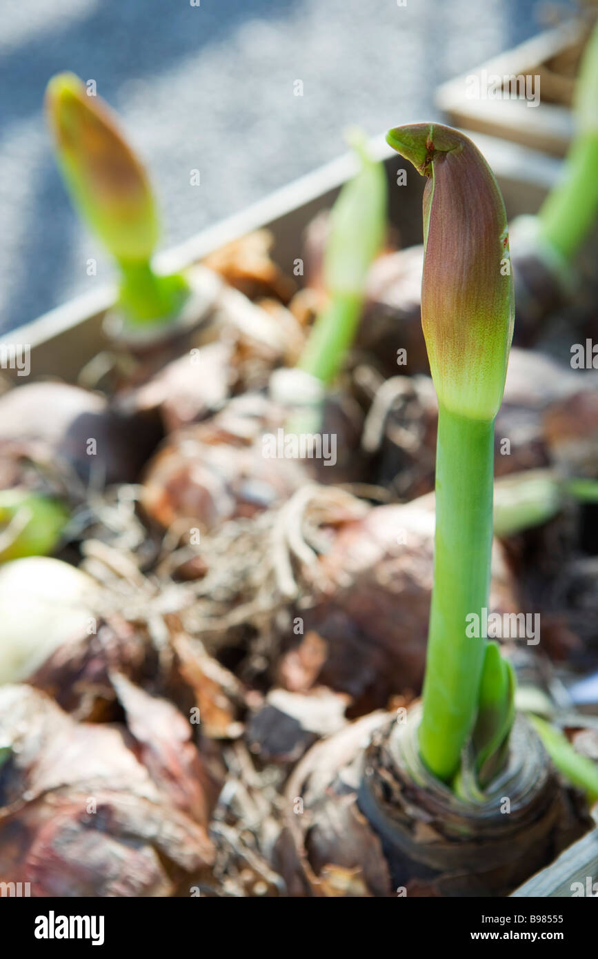 Tight bulbs hi-res stock photography and images - Alamy