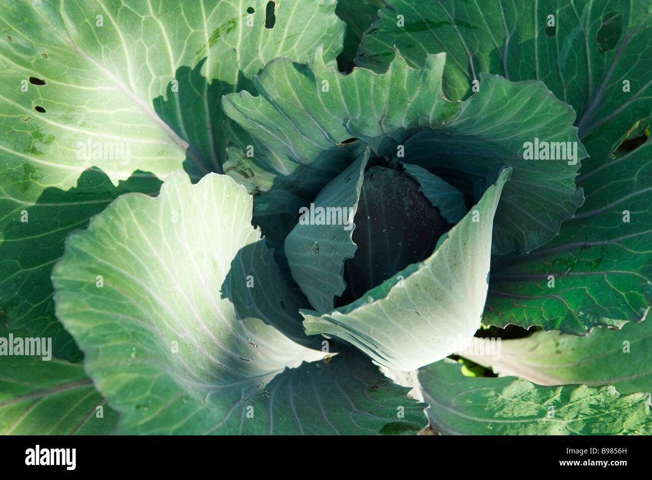 Cabbage leaf hi-res stock photography and images - Alamy