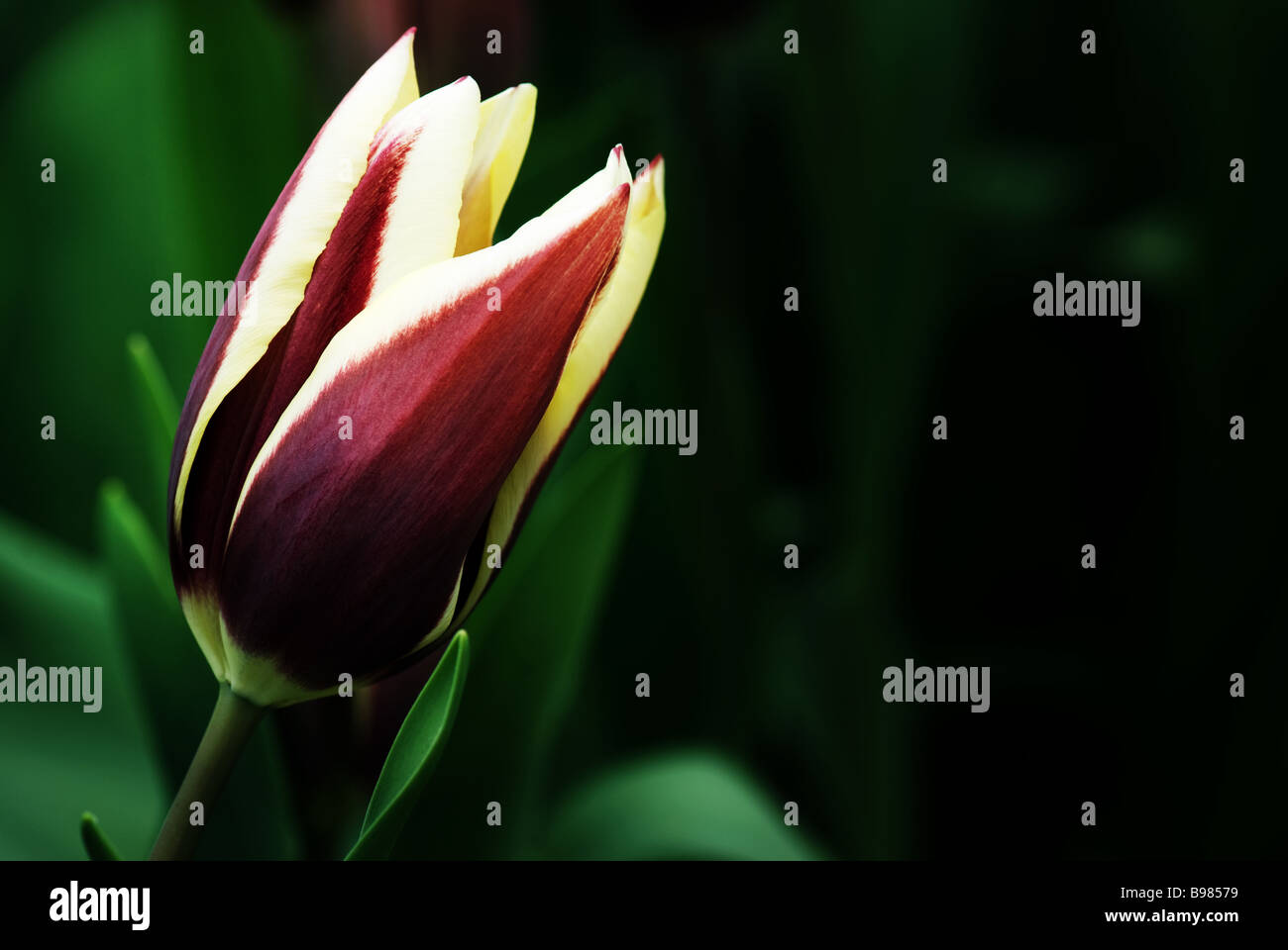 Triumph Tulipa Chansonette photographed at Keukenhof Gardens in Lisse ...