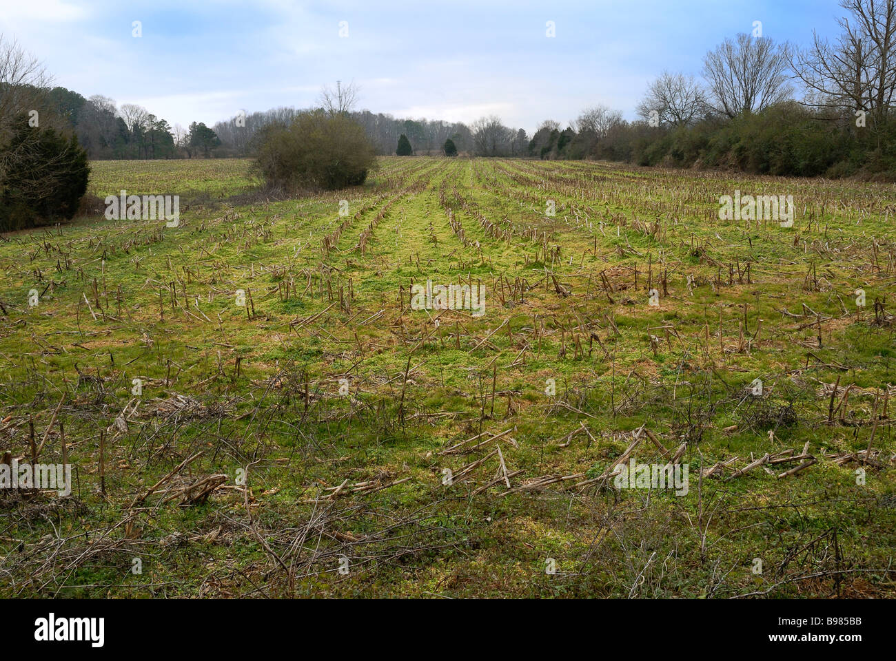Harvested empty corn field North Georgia USA Stock Photo - Alamy