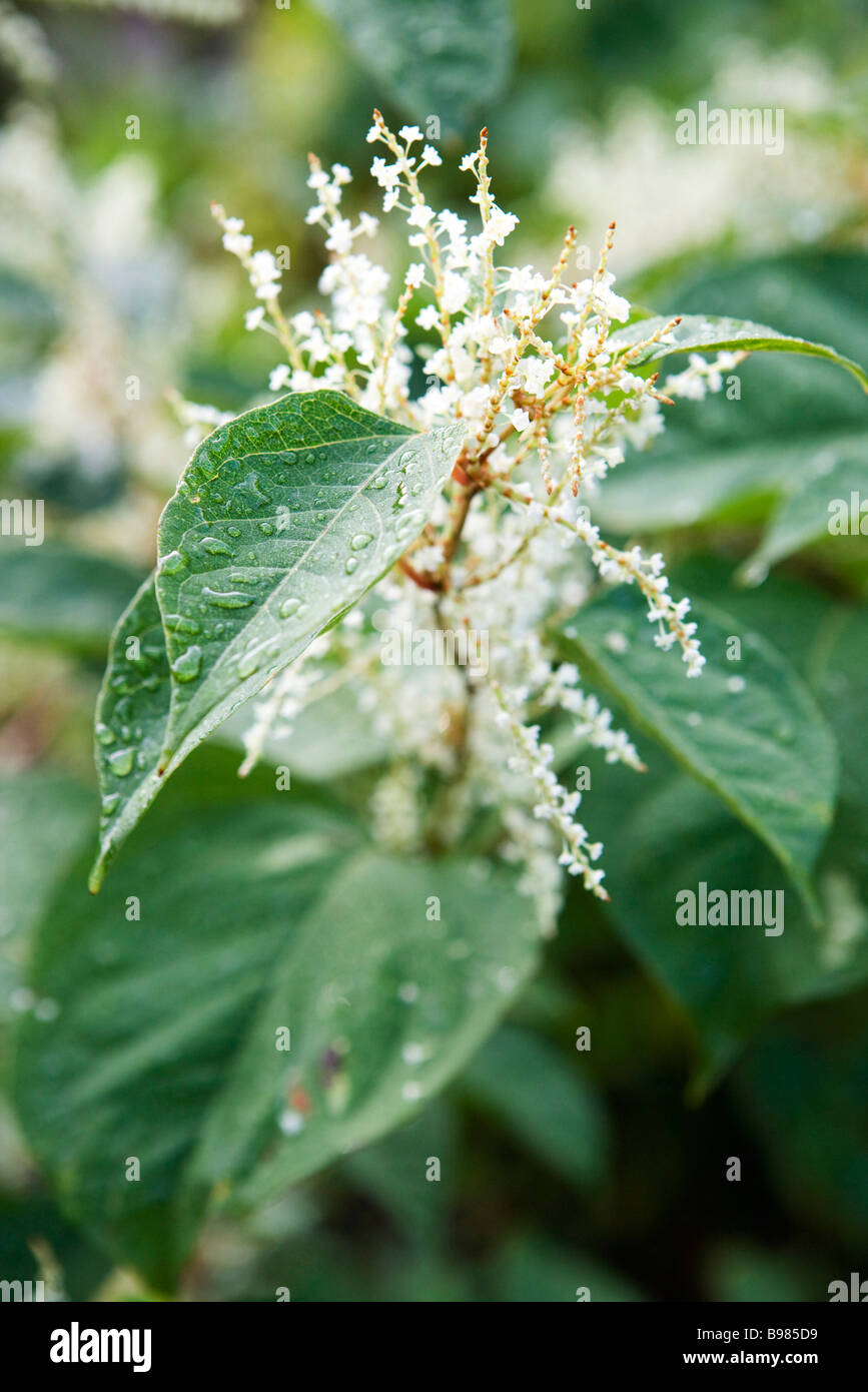 Tiny elder flower hi-res stock photography and images - Alamy