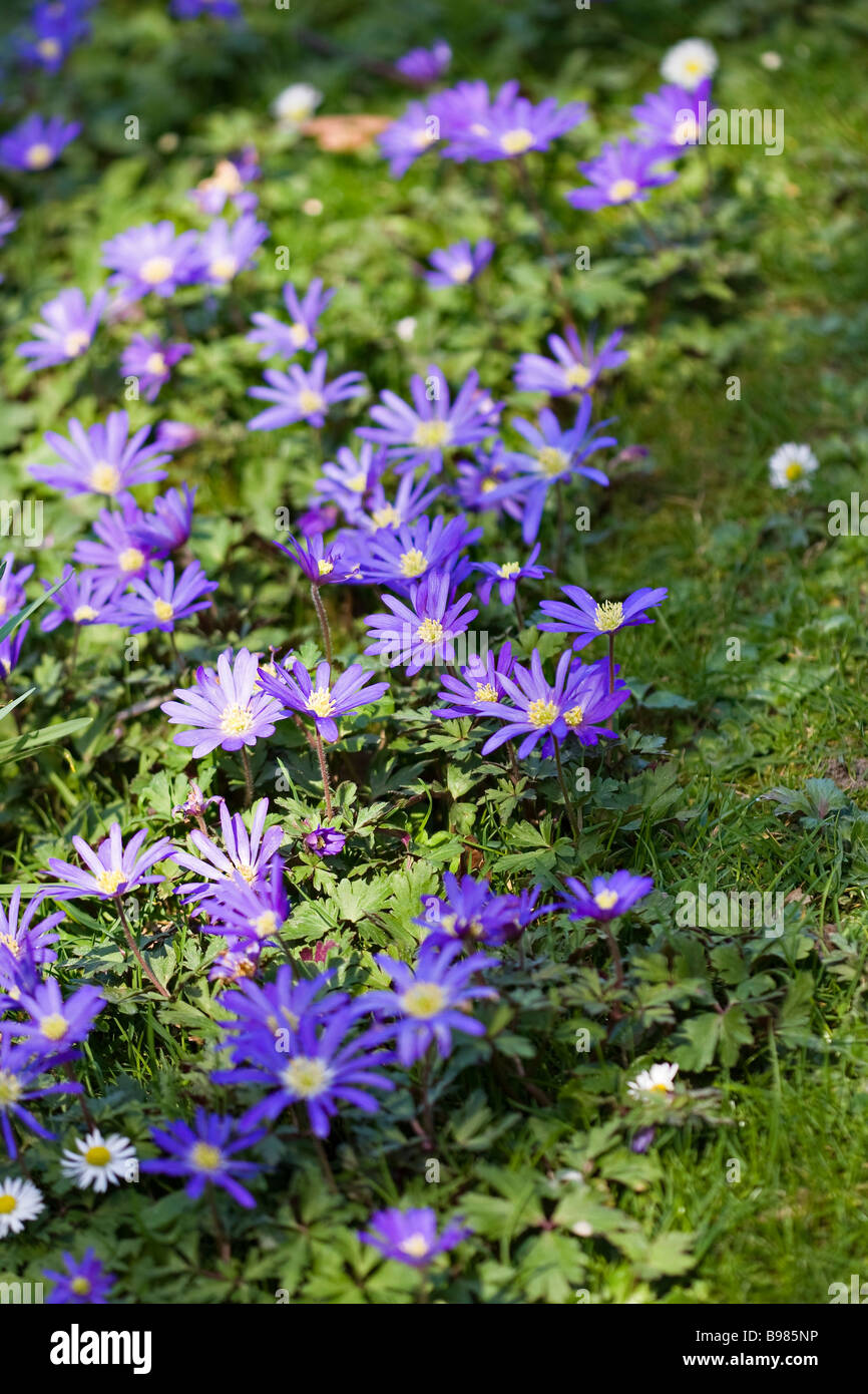 Purple Alpine Asters (Aster alpinus) in bloom in early Spring in UK ...