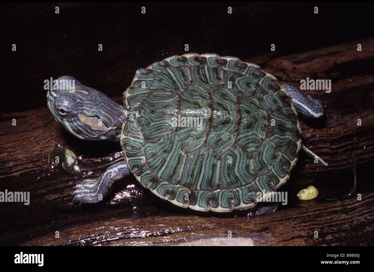 Trachemys scripta elegans Stock Photo - Alamy