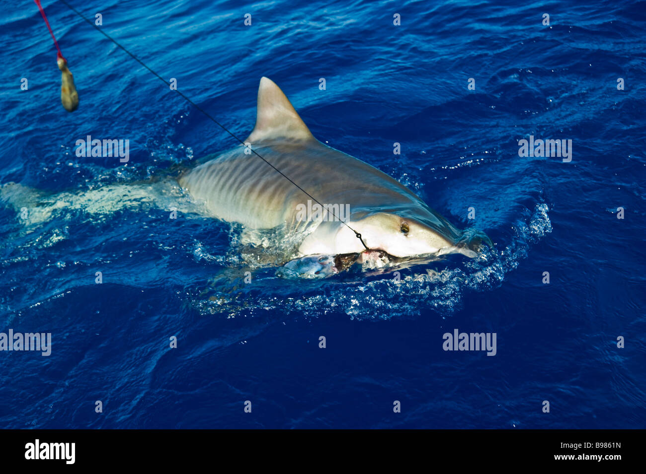 Catch of tiger shark big game fishing La Reunion France | Tigerhai ...