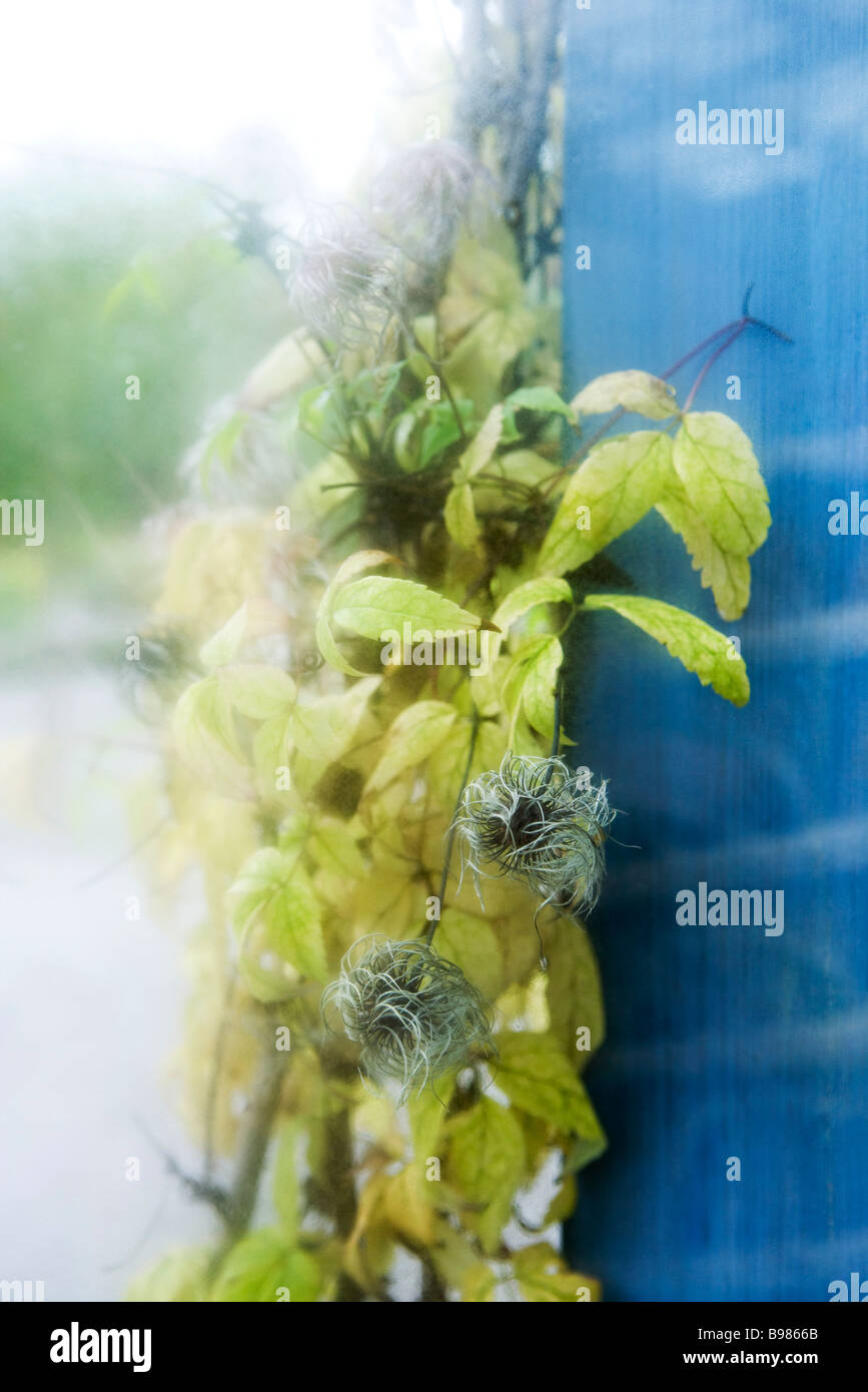Wilted clematis growing by blue pole Stock Photo - Alamy