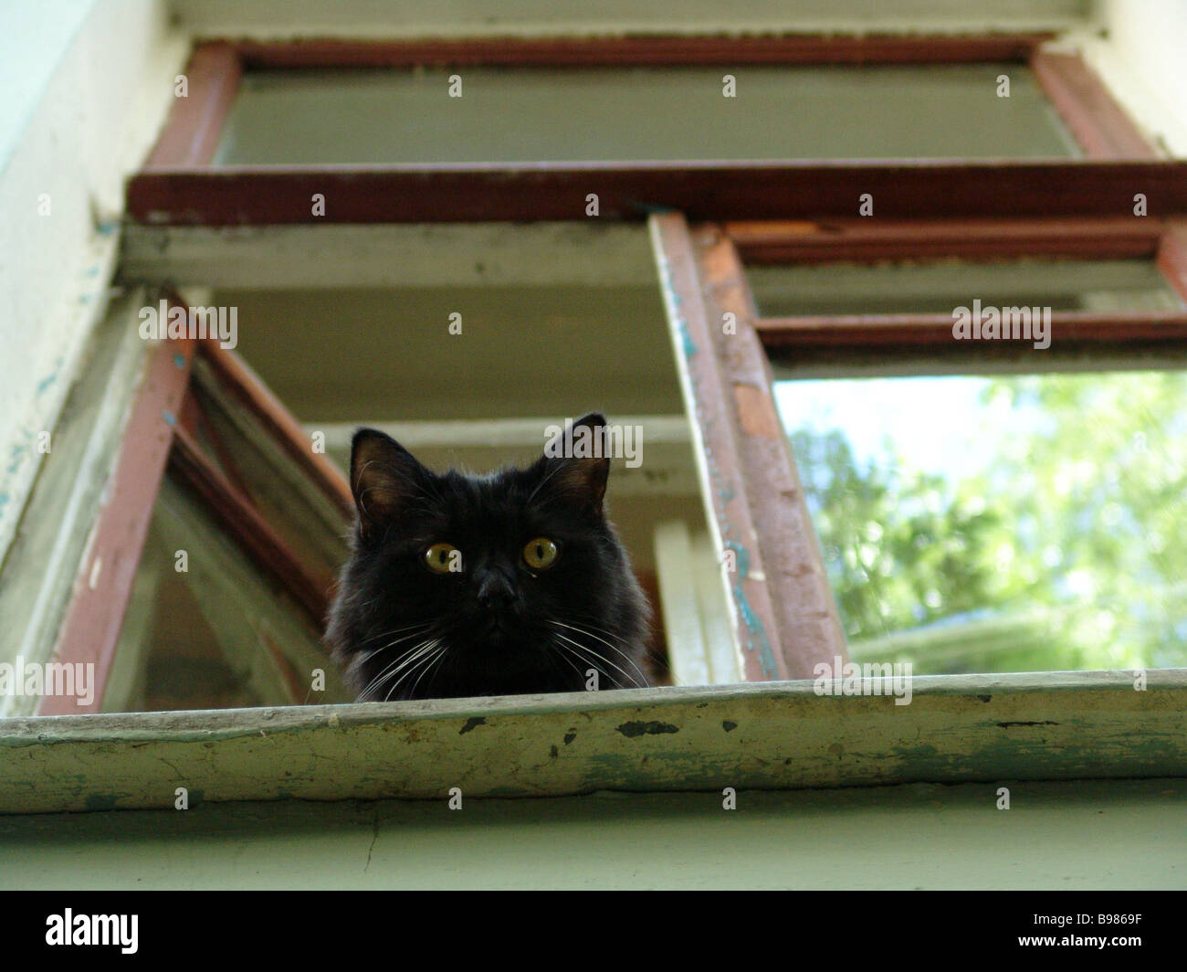 A black cat the inhabitant of the Bulgakov House cultural center Stock ...