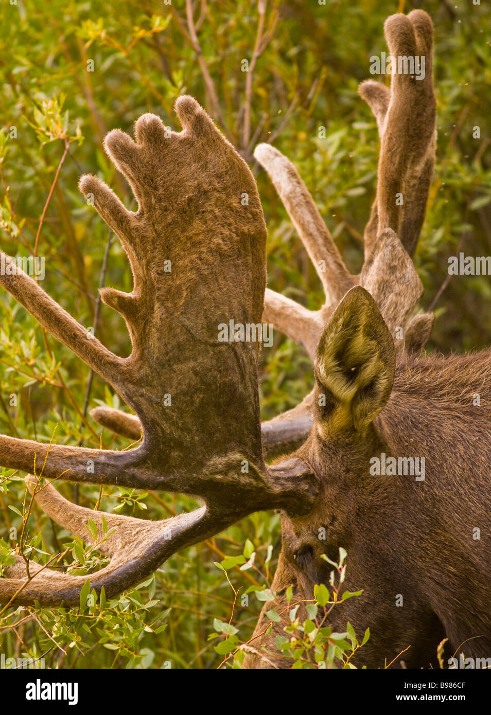 Bull bend hi-res stock photography and images - Alamy