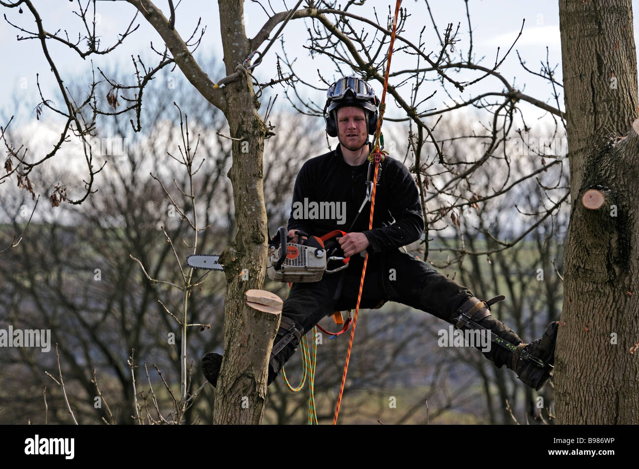 Tree surgeon working on a 60 foot ash tree. Kendal, Cumbria, England ...