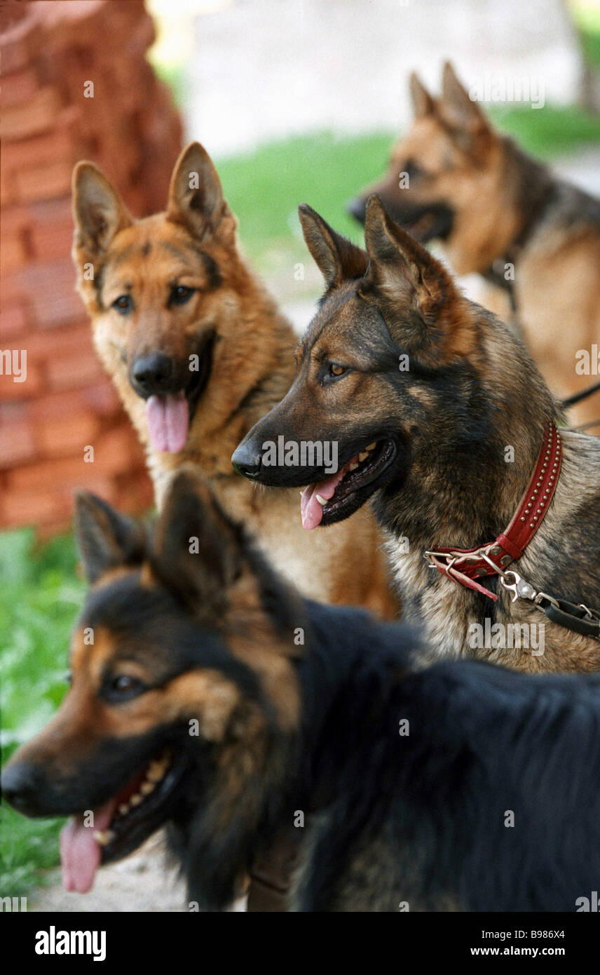 Canine Handlers show Canine team of the Moscow Main Interior Department ...