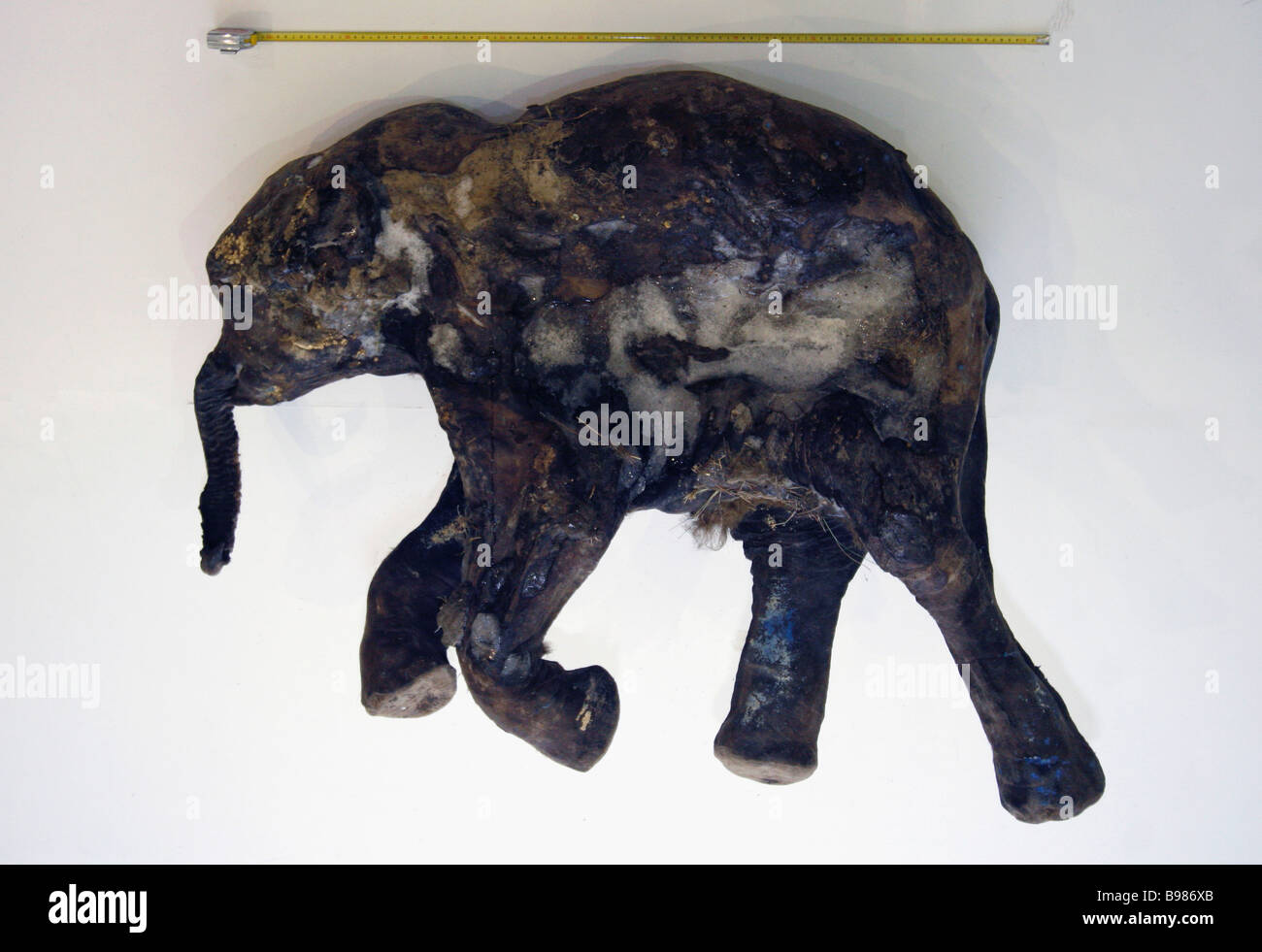 Learn The Story Of Lyuba, The 42,000 Year Old Woolly, 44% OFF