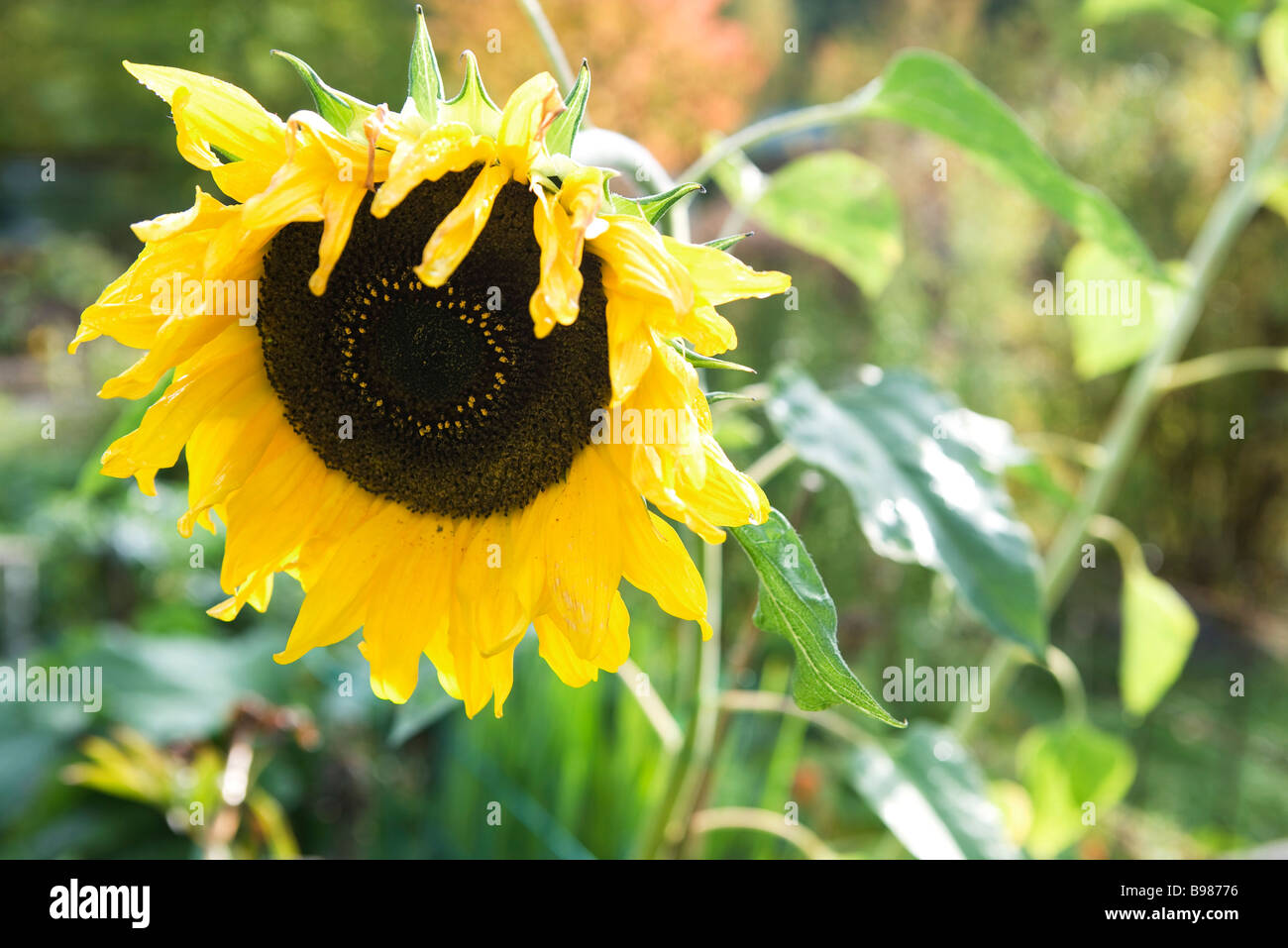 Sunflower withering hi-res stock photography and images - Alamy