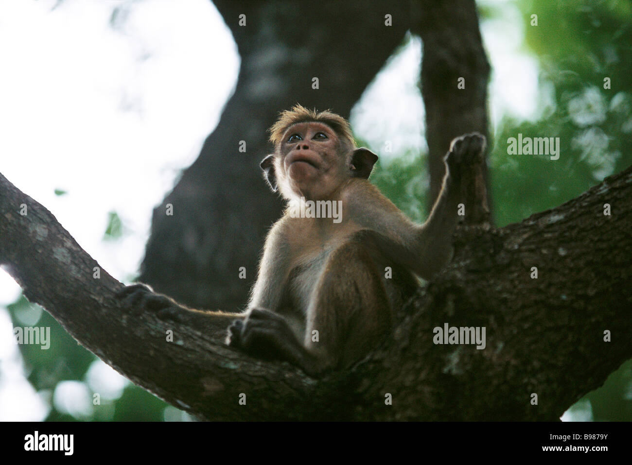 Rhesus monkey (Macaca mulatta) sitting on bough of tree, looking up ...