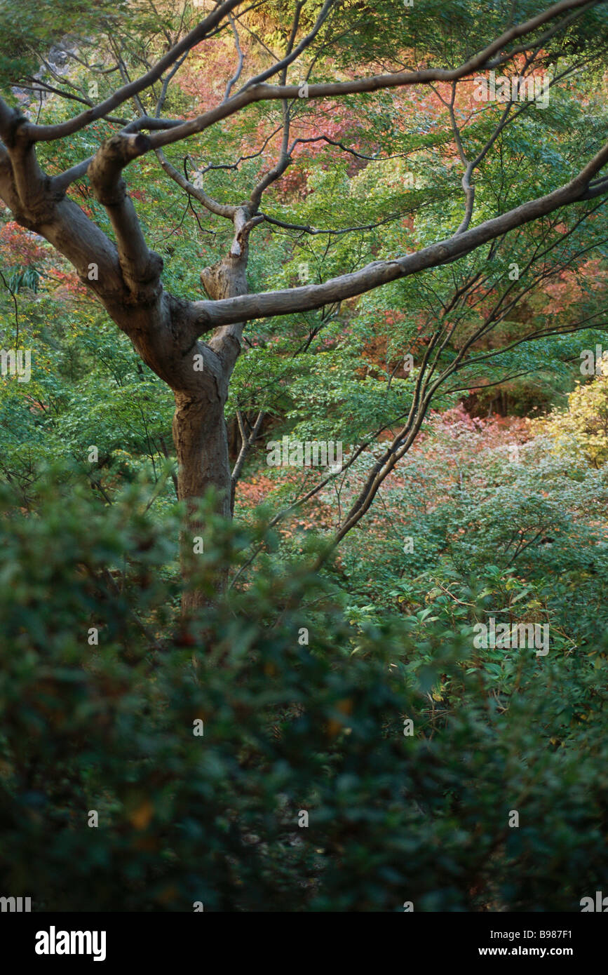 Tree and undergrowth Stock Photo - Alamy