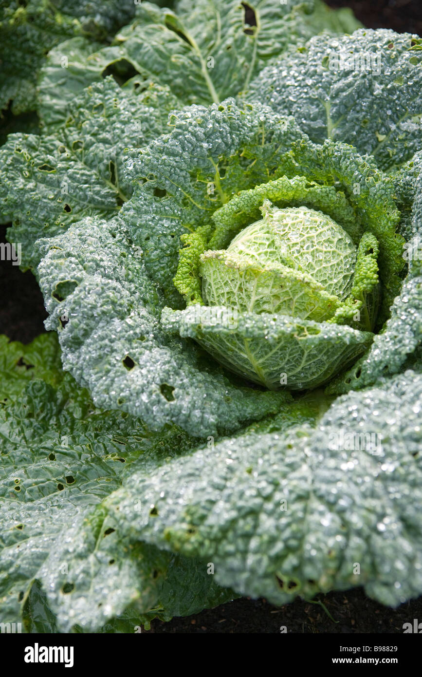 Savoy cabbage, close-up Stock Photo - Alamy