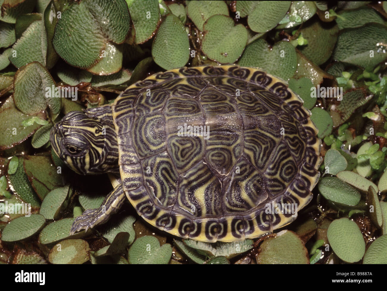 Chrysemys concinna hi-res stock photography and images - Alamy