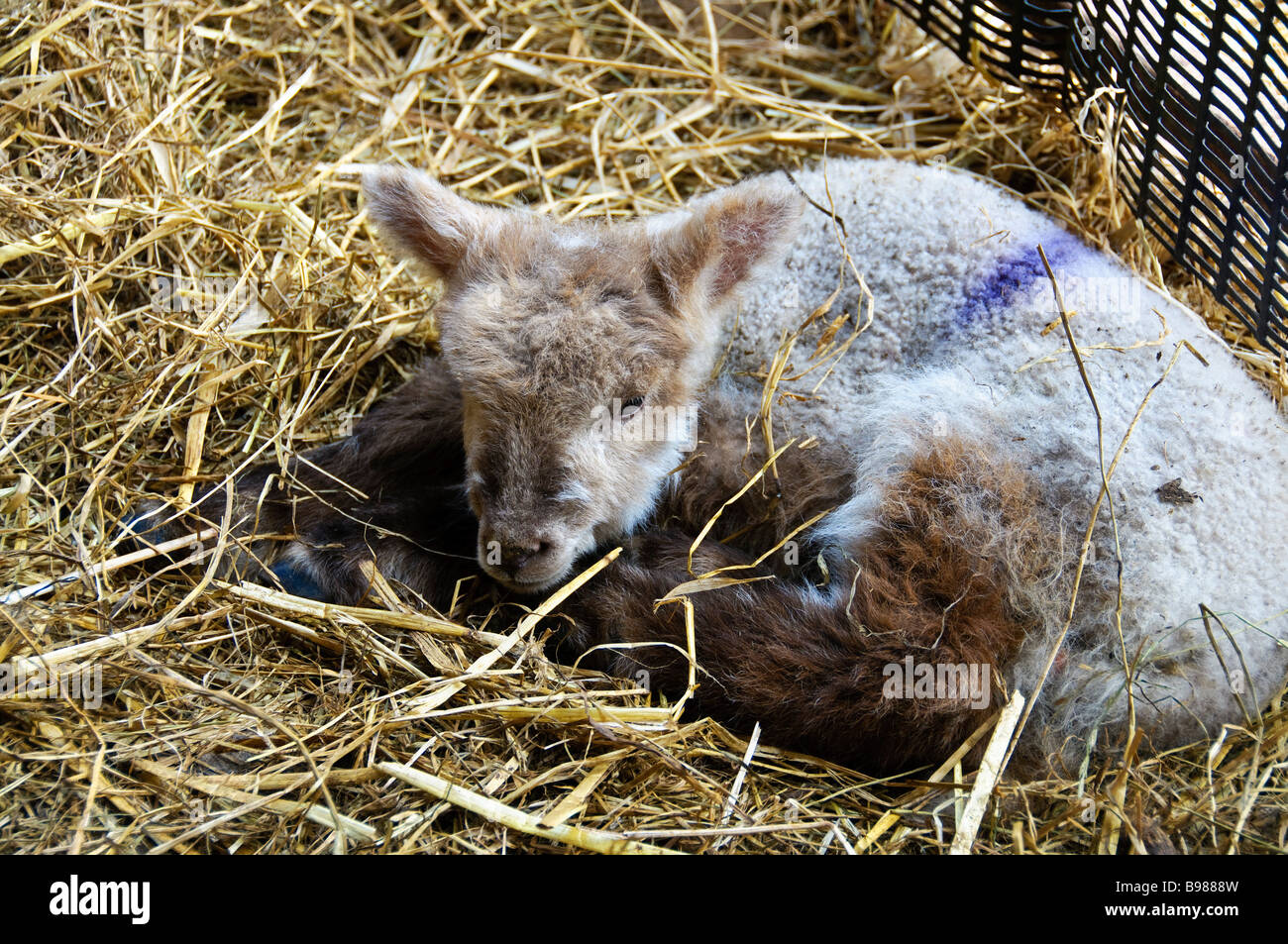 Greensit hi-res stock photography and images - Alamy