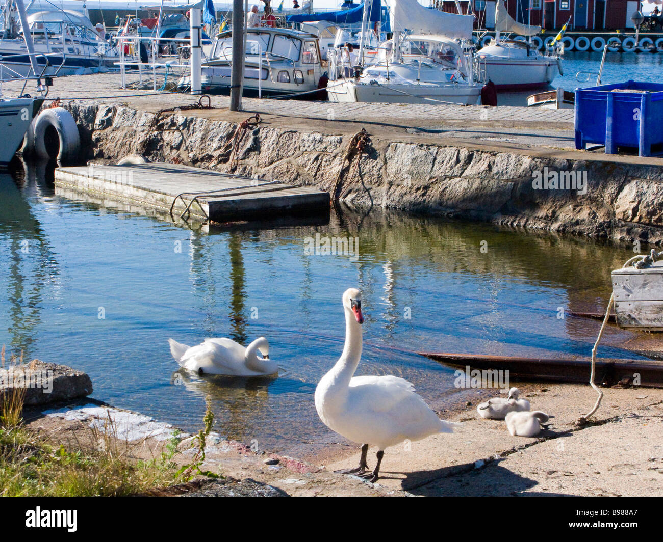 Swan family in harbor, Hano, Sweden Stock Photo - Alamy