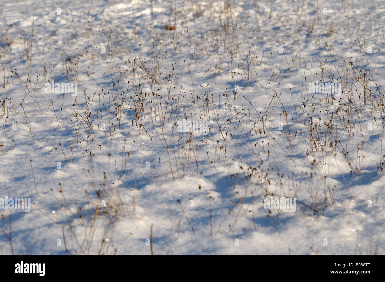 Field covered with snow and plants Stock Photo - Alamy