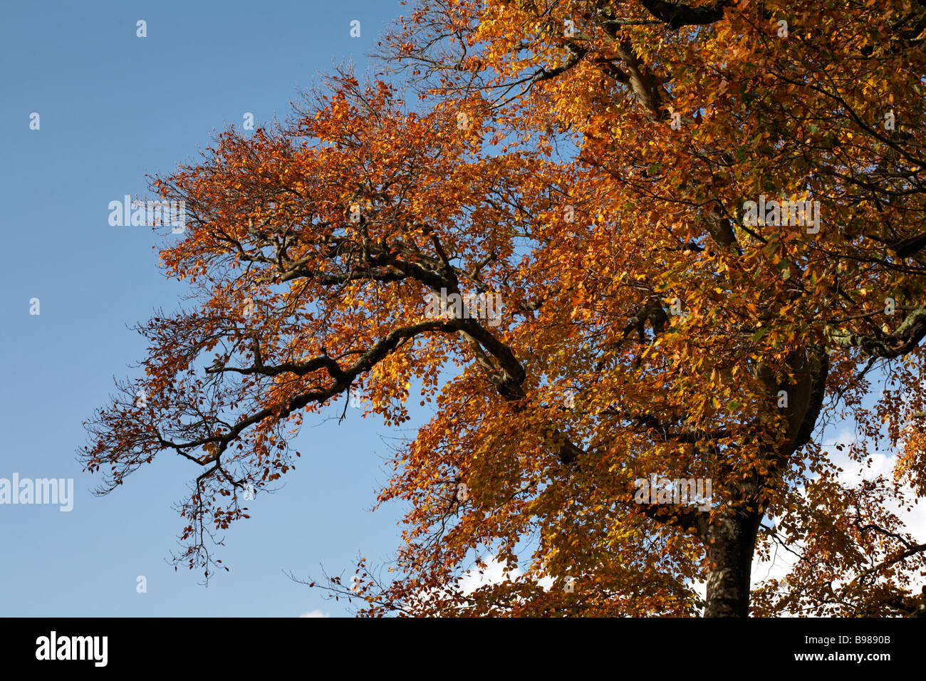 Autumnal colours of Beech tree, Fagus sylvatica, in the New Forest ...