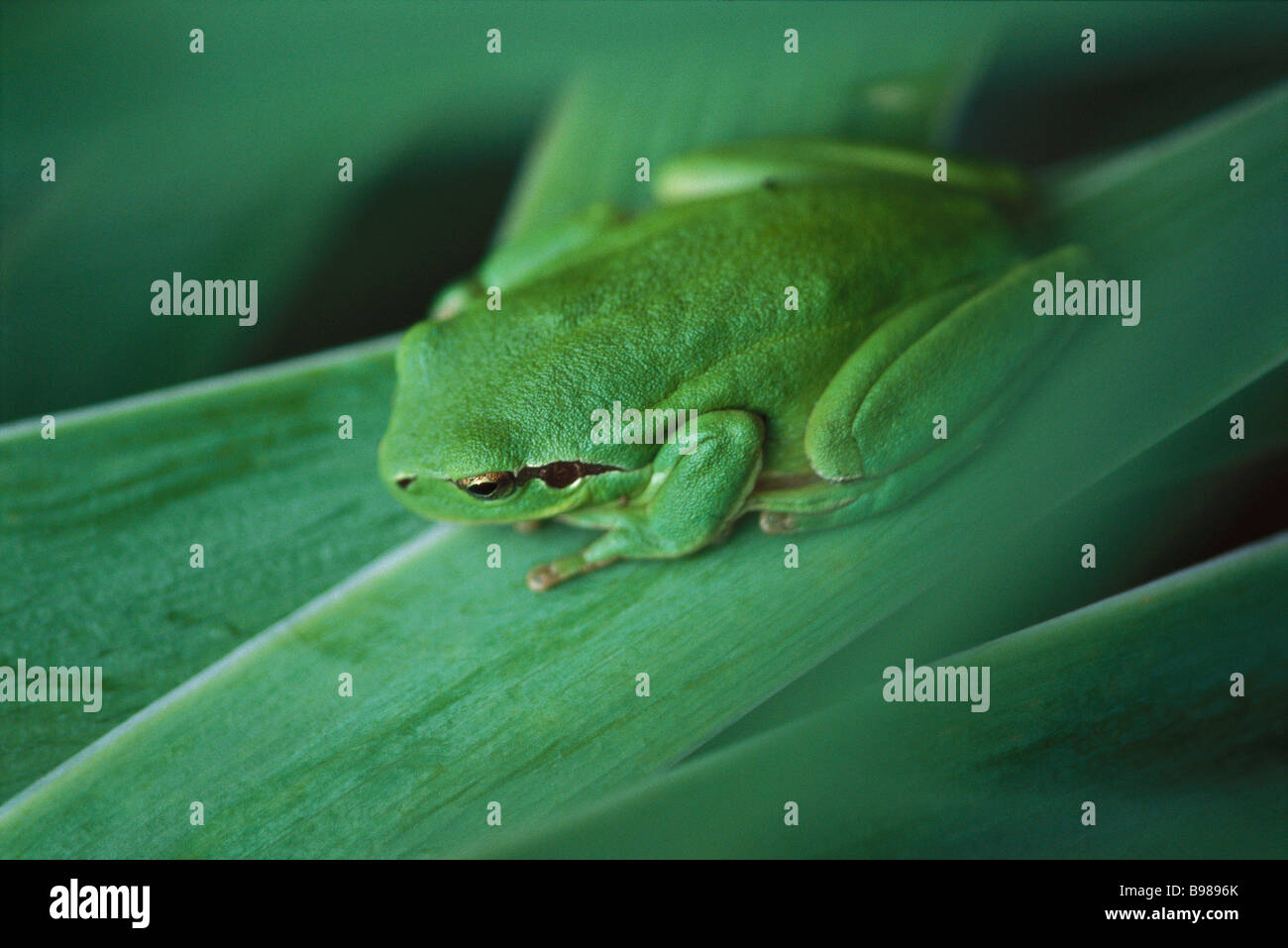 Mediterranean Tree Frog (Hyla meridionalis Stock Photo - Alamy