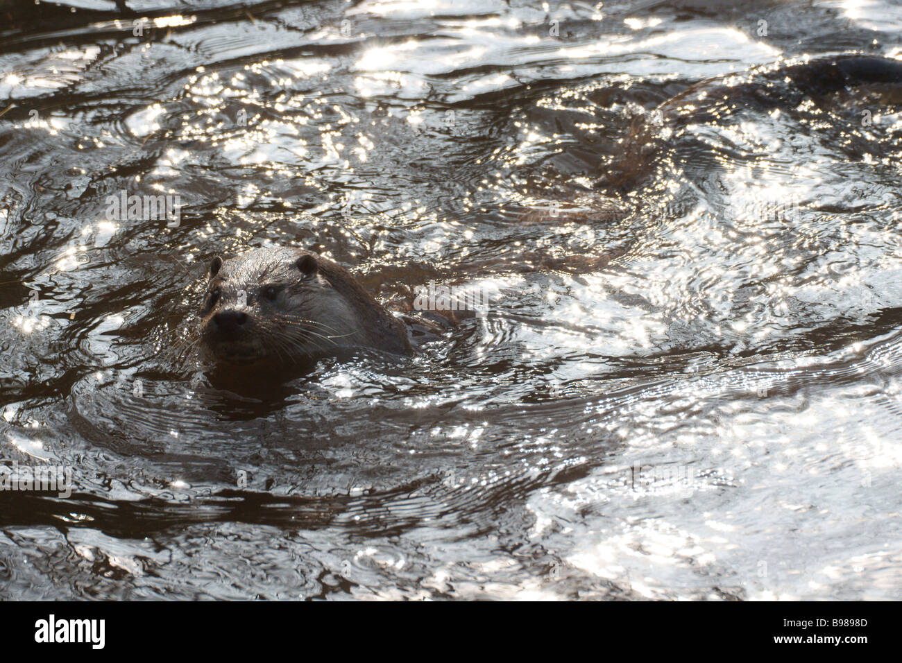 Eurasian Otter (Lutra lutra) Swimming Stock Photo - Alamy