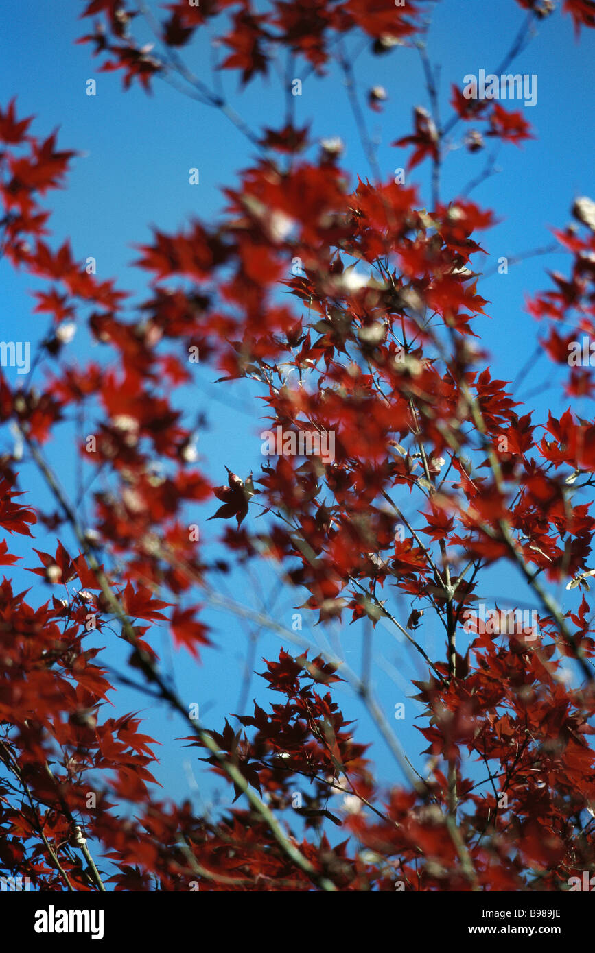 Low Angle View Japanese Maple Acer Palmatum Branches High Resolution ...