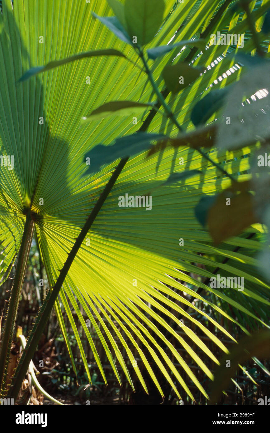 Fan palm leaf Stock Photo - Alamy
