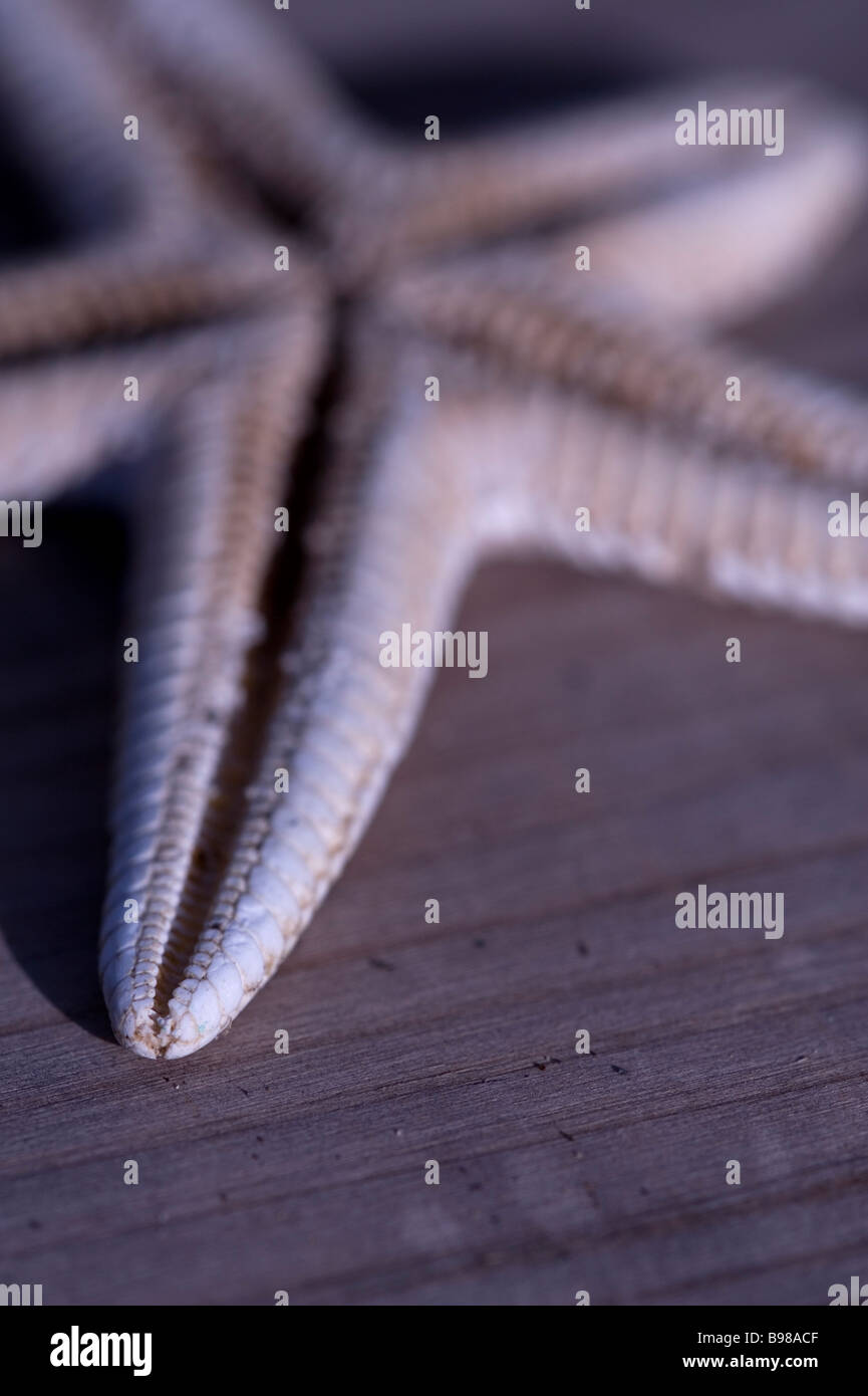 Starfish species hi-res stock photography and images - Alamy