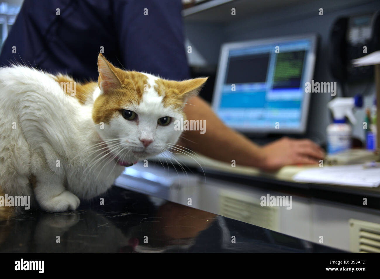 Sick cat hi-res stock photography and images - Alamy