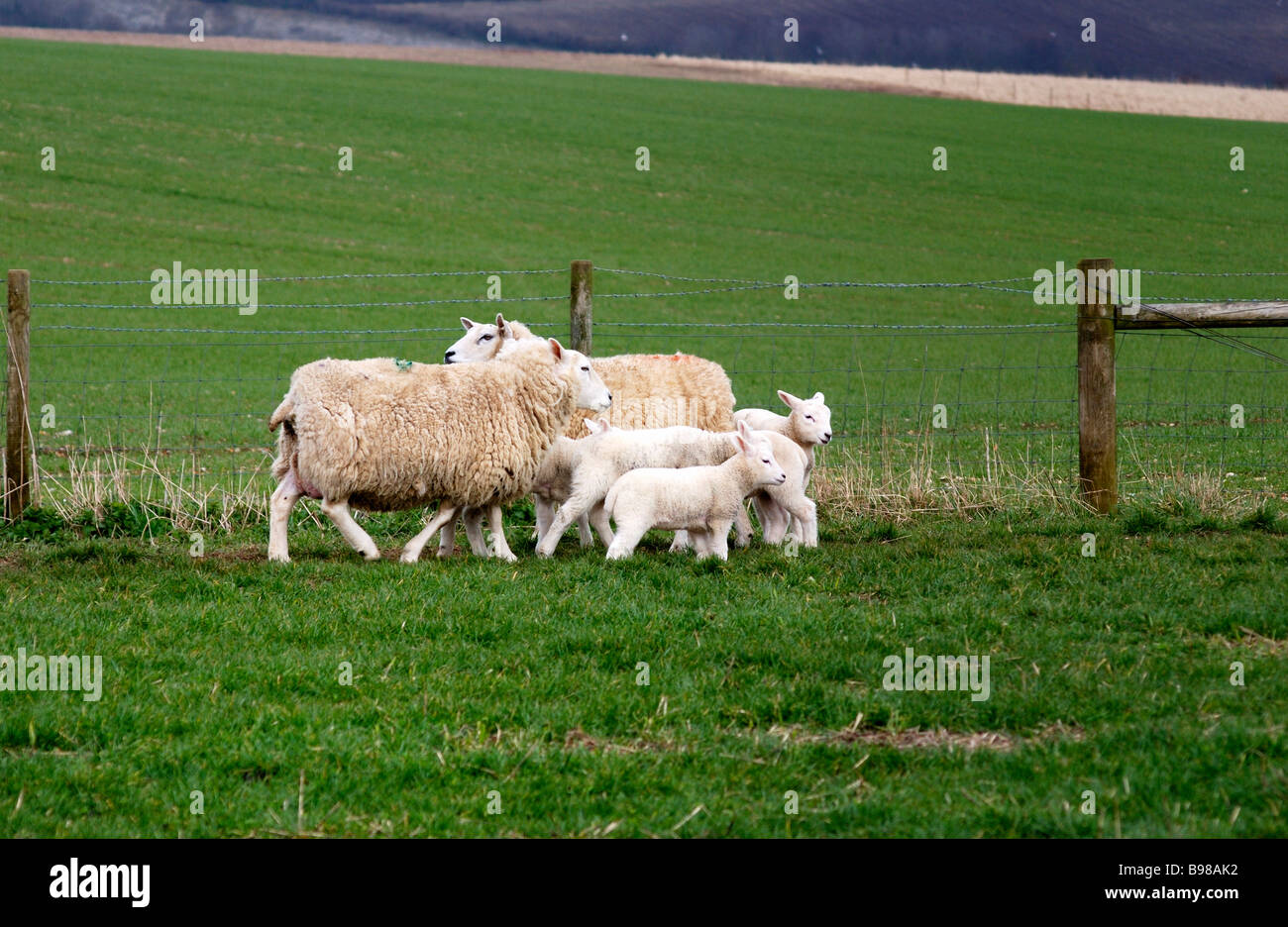 Two lambs ewes in hi-res stock photography and images - Alamy