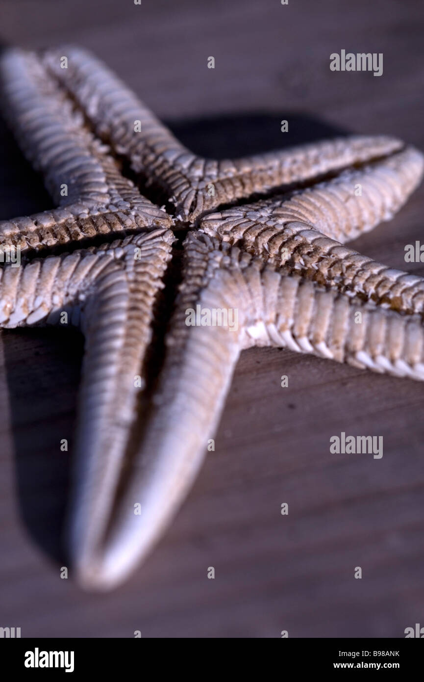 Dried starfish hi-res stock photography and images - Alamy