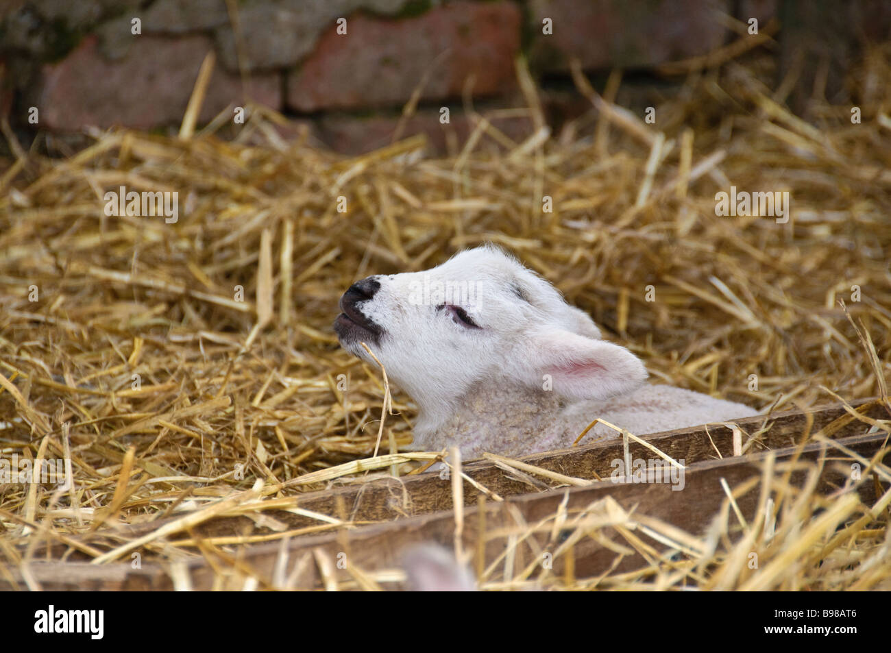 A newborn lamb on fresh straw bedding Stock Photo - Alamy