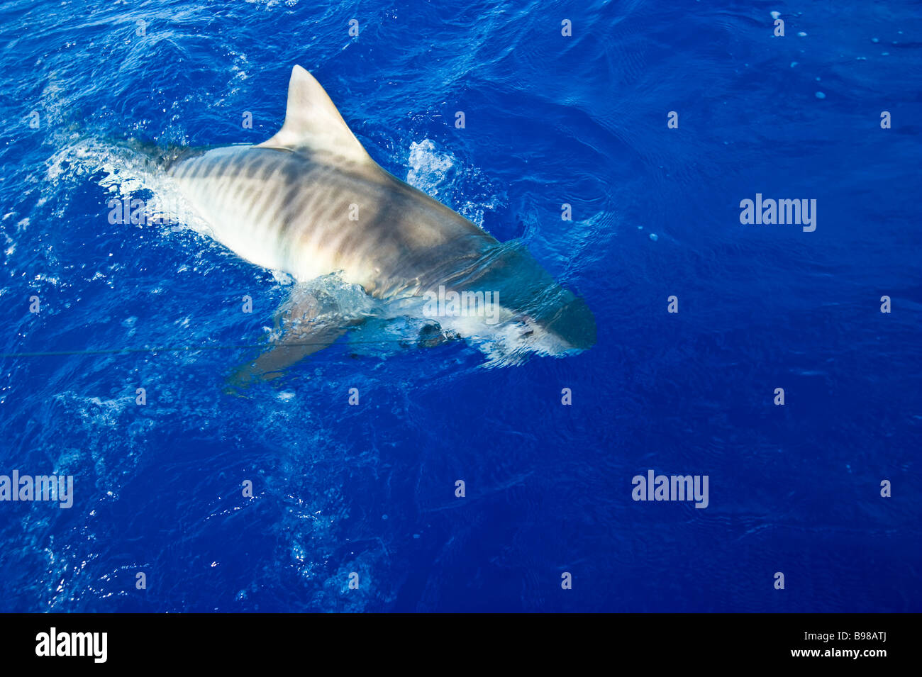 Catch of tiger shark big game fishing La Reunion France | Tigerhai ...