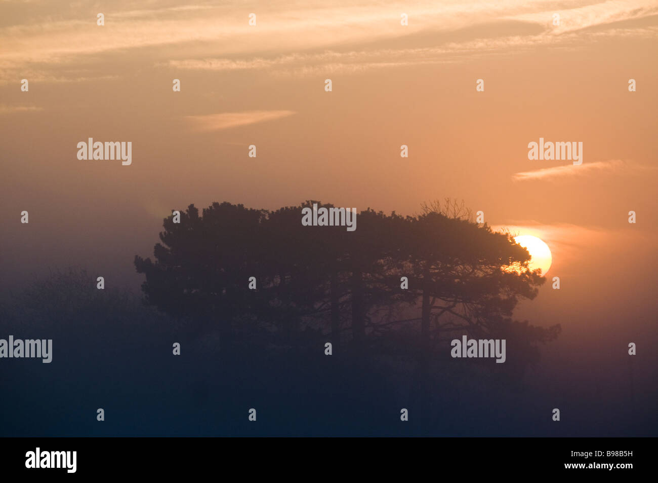 Sunrise behind trees Stock Photo - Alamy