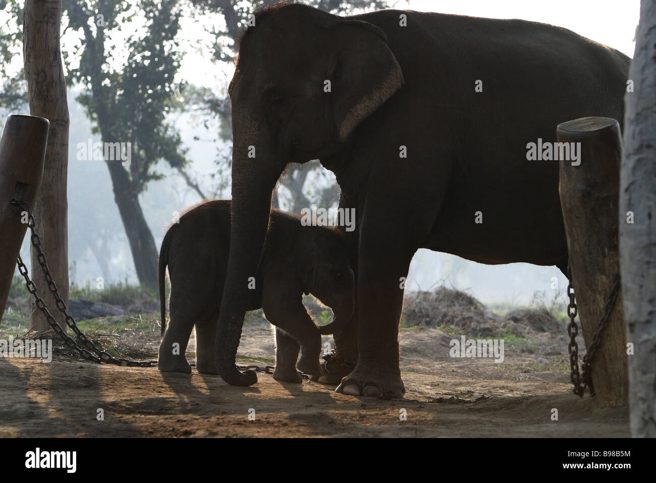 A working Asian elephant mother with a baby elephant chained up in ...