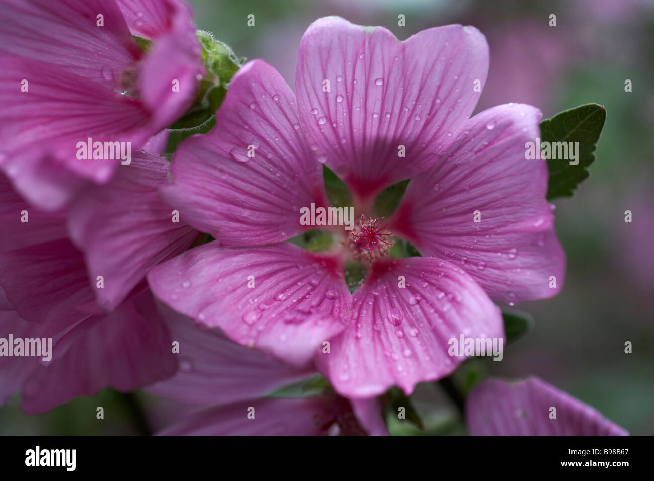 Common mallow, Malva sylvestris, in summer at Dorset Stock Photo - Alamy