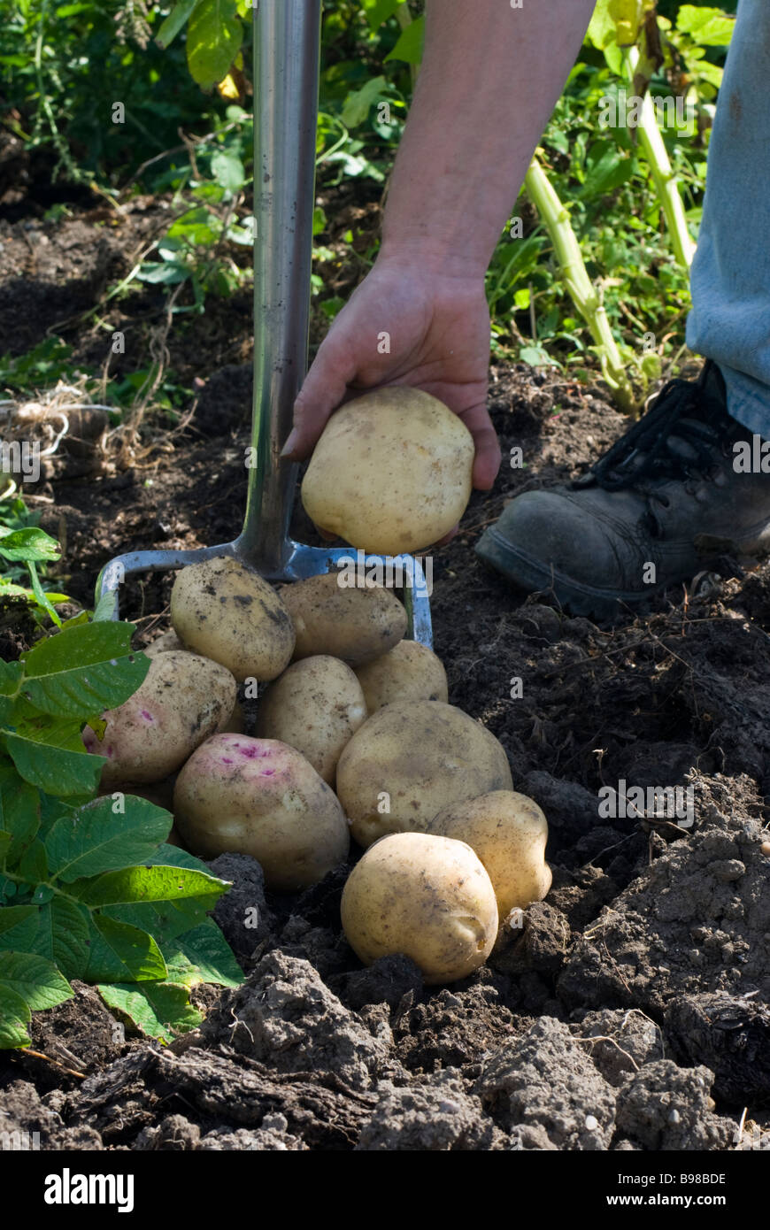 Potatoes lifting hi-res stock photography and images - Alamy